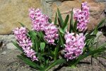 Hyacinthus Plant – Australian Growing Guide