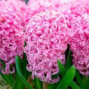 Hyacinthus Plant – Australian Growing Guide
