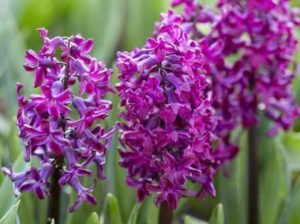 Hyacinthus Plant – Australian Growing Guide