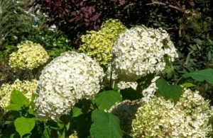 How to Grow Hydrangeas in Australia | Types, Planting & Care : AGT