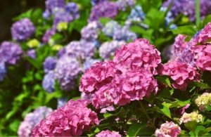 How to Grow Hydrangeas in Australia | Types, Planting & Care : AGT