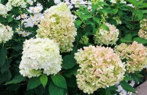 How to Grow Hydrangeas in Australia | Types, Planting & Care : AGT