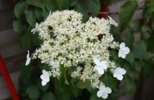 How to Grow Hydrangeas in Australia | Types, Planting & Care : AGT