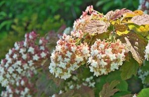 How to Grow Hydrangeas in Australia | Types, Planting & Care : AGT