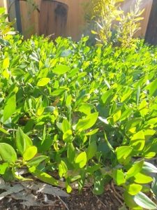 Myoporum insulare (Boobialla) Growing Guide - AGT