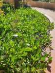 Myoporum insulare (Boobialla) Growing Guide - AGT