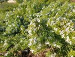 Myoporum insulare (Boobialla) Growing Guide - AGT