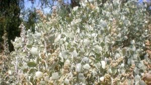 Atriplex nummularia (Old Man Saltbush) | Australian Native Growing Guide