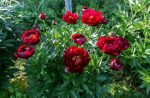 How to Grow Peonies in Australia : AGT