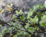 Tasmanian Pepperberry Tree – How To Grow Guide