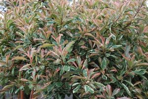 Photinia ‘Robusta’ (Red Tip Photinia) Growing Guide