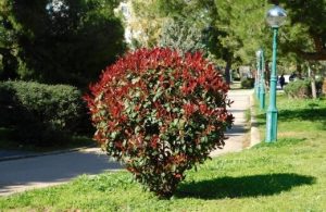 Photinia ‘Robusta’ (Red Tip Photinia) Growing Guide