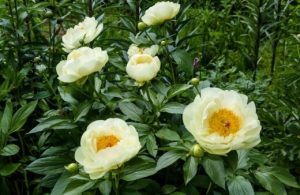 How to Grow Peonies in Australia : AGT