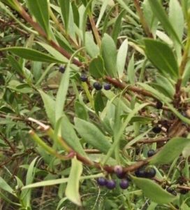 Myoporum insulare (Boobialla) Growing Guide - AGT