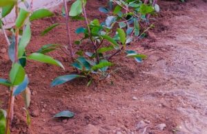 Photinia x fraseri ‘Red Robin’ | Australian Growing Guide