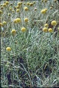 Pycnosorus globosus (Billy Buttons) | Australian Native Grow & Care Guide