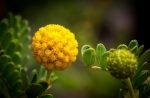Pycnosorus globosus (Billy Buttons) | Australian Native Grow & Care Guide