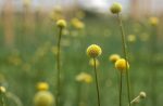 Pycnosorus globosus (Billy Buttons) | Australian Native Grow & Care Guide