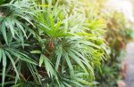 Rhapis Palm (Rhapis excelsa) Growing Guide
