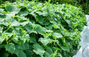 How to Grow Cucumbers in Australia : AGT