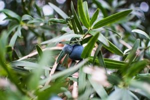 Podocarpus elatus (Illawarra Plum) Growing Guide