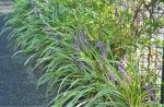 Liriope – How to Grow Lilyturf in Australia - AGT
