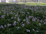 Viola hederacea (Native Violet) - How to Grow in Australia : AGT