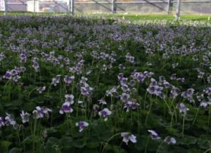 Viola hederacea (Native Violet) - How to Grow in Australia : AGT