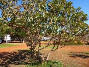 Terminalia ferdinandiana (Kakadu Plum) – Bush Tucker Growing Guide - AGT