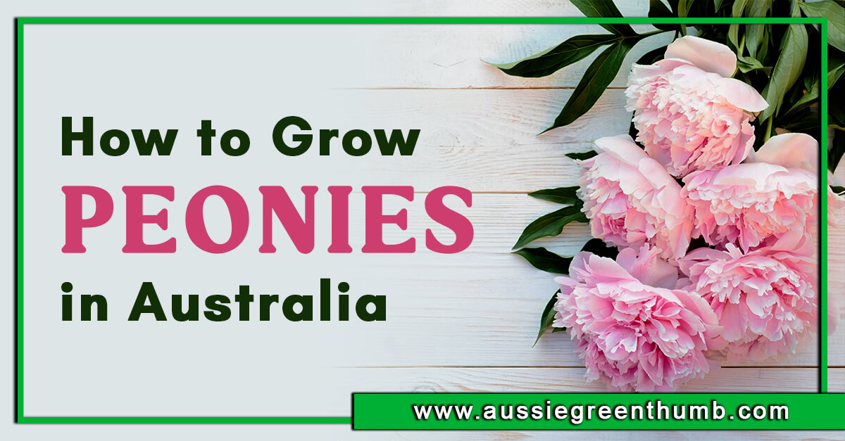 How to Grow Peonies in Australia : AGT
