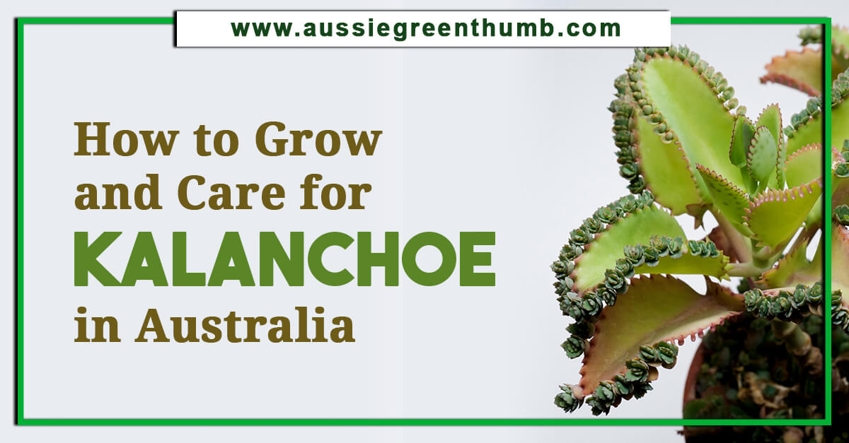 How to Grow and Care for Kalanchoe in Australia - AGT