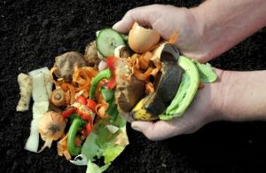 Fruit Fly – Prevention & Treatment for Australian Gardens