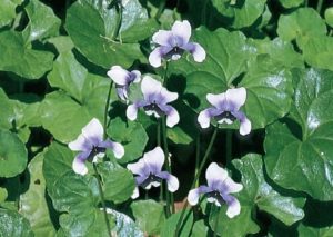 Viola hederacea (Native Violet) - How to Grow in Australia : AGT