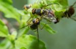 Fruit Fly – Prevention & Treatment for Australian Gardens
