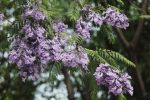 Jacaranda Tree | Australian Growing & Care Guide - AGT