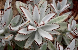 How to Grow and Care for Kalanchoe in Australia - AGT