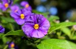 Solanum (Kangaroo Apple) | How to Grow and Care Guide - AGT