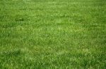 How to Grow Kentucky Bluegrass in Australia - AGT