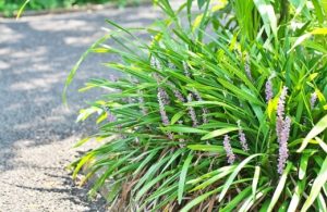 Liriope – How to Grow Lilyturf in Australia - AGT