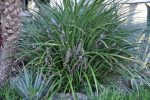 Liriope – How to Grow Lilyturf in Australia - AGT