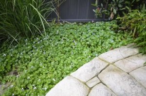 Viola hederacea (Native Violet) - How to Grow in Australia : AGT