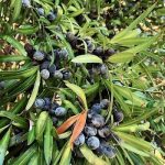 Podocarpus elatus (Illawarra Plum) Growing Guide
