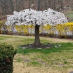 How to Grow Weeping Cherry Trees in Australia - AGT