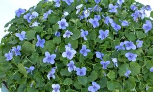 Viola hederacea (Native Violet) - How to Grow in Australia : AGT