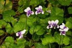 Viola hederacea (Native Violet) - How to Grow in Australia : AGT