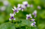 Viola hederacea (Native Violet) - How to Grow in Australia : AGT