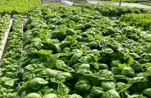 25 Hydroponic Plants to Grow in Australia - AGT