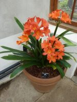 How to Grow Clivias in Australia : AGT