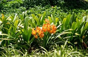 How to Grow Clivias in Australia - AGT