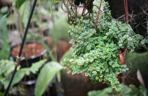 Creeping Fig (Ficus pumila) Growing Guide